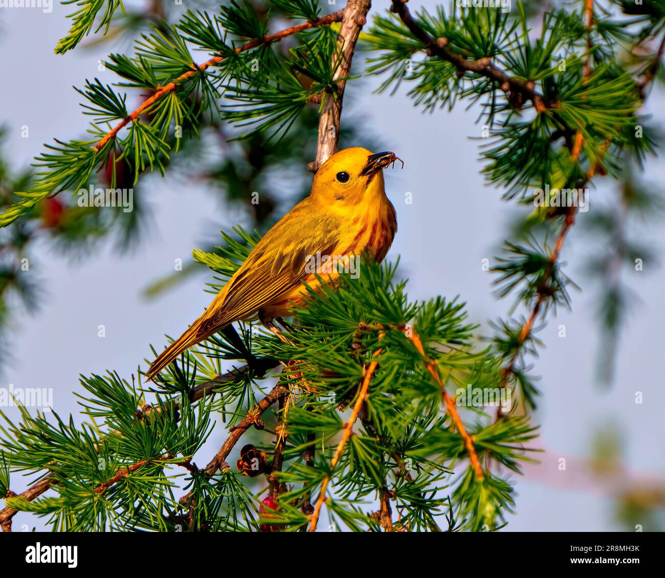 Tamarack hi-res stock photography and images - Alamy