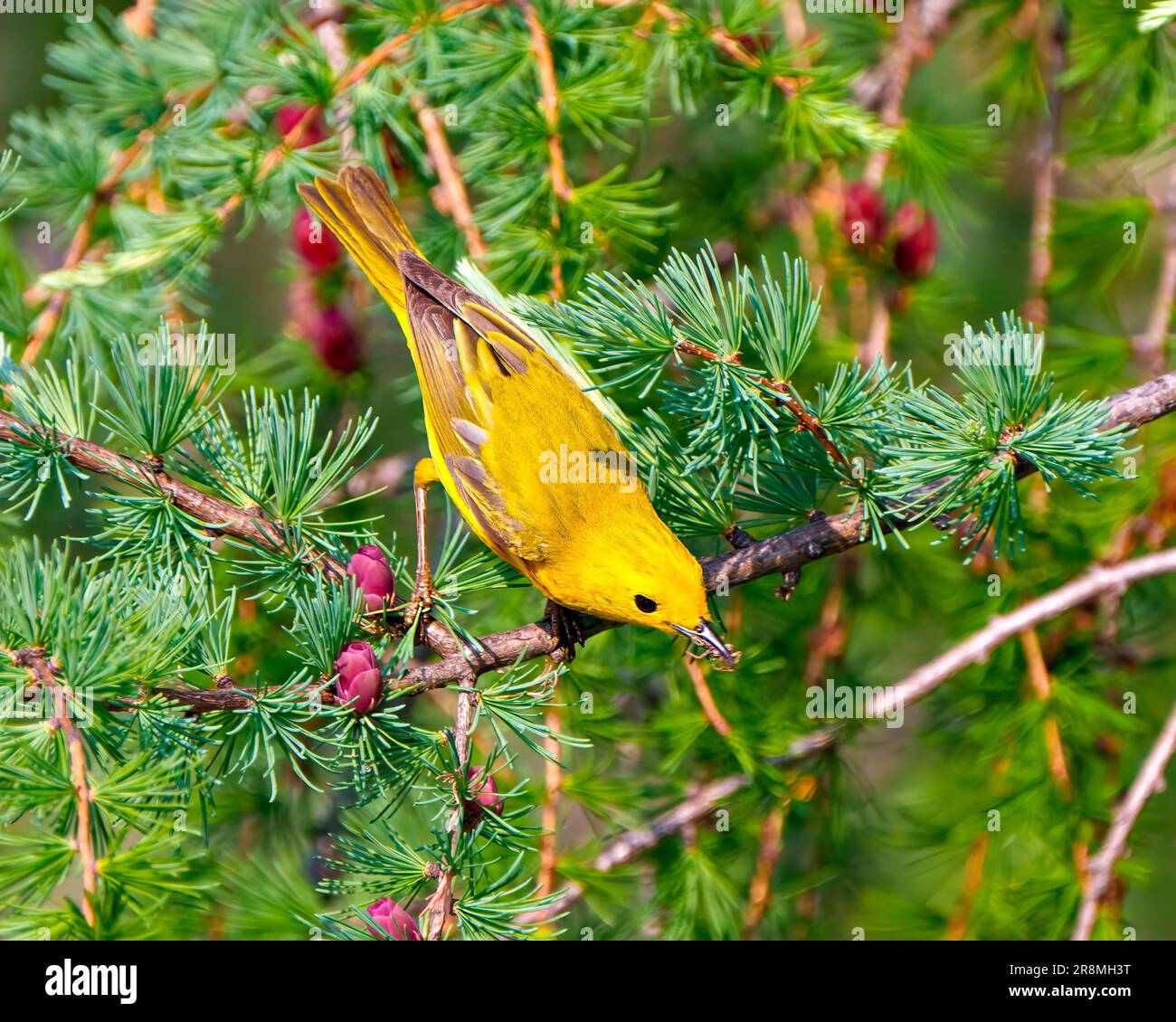 Tamarack hi-res stock photography and images - Alamy