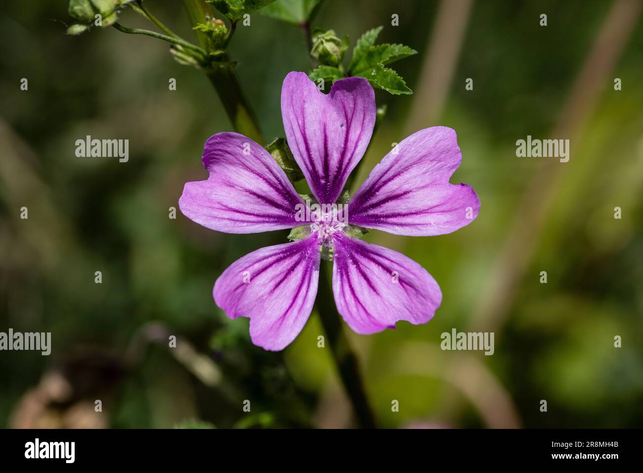 Wild mallow flower Stock Photo - Alamy