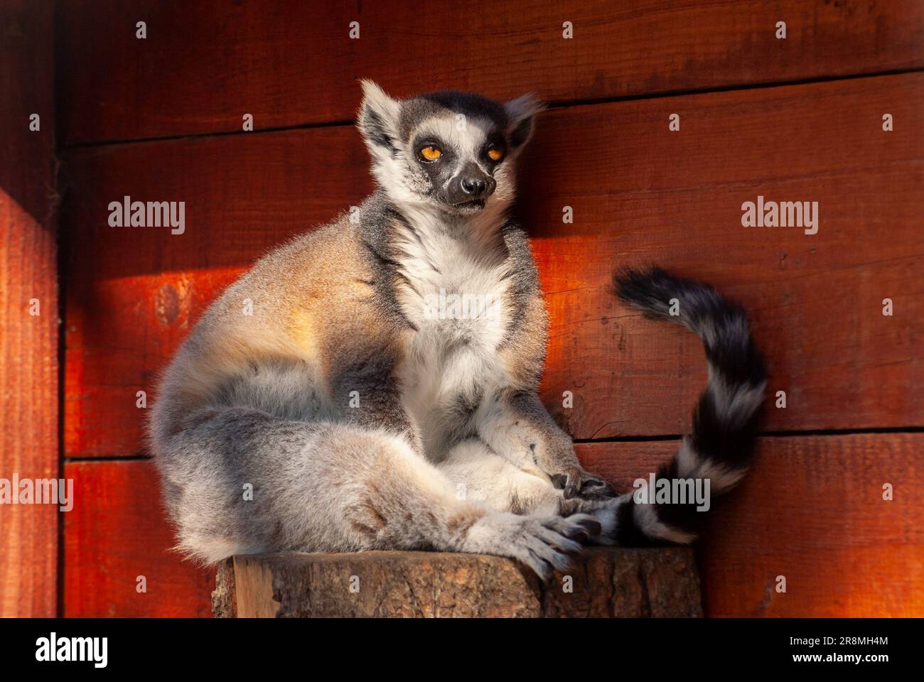 Beautiful close-up portrait of a surprised looking lemur Stock Photo ...