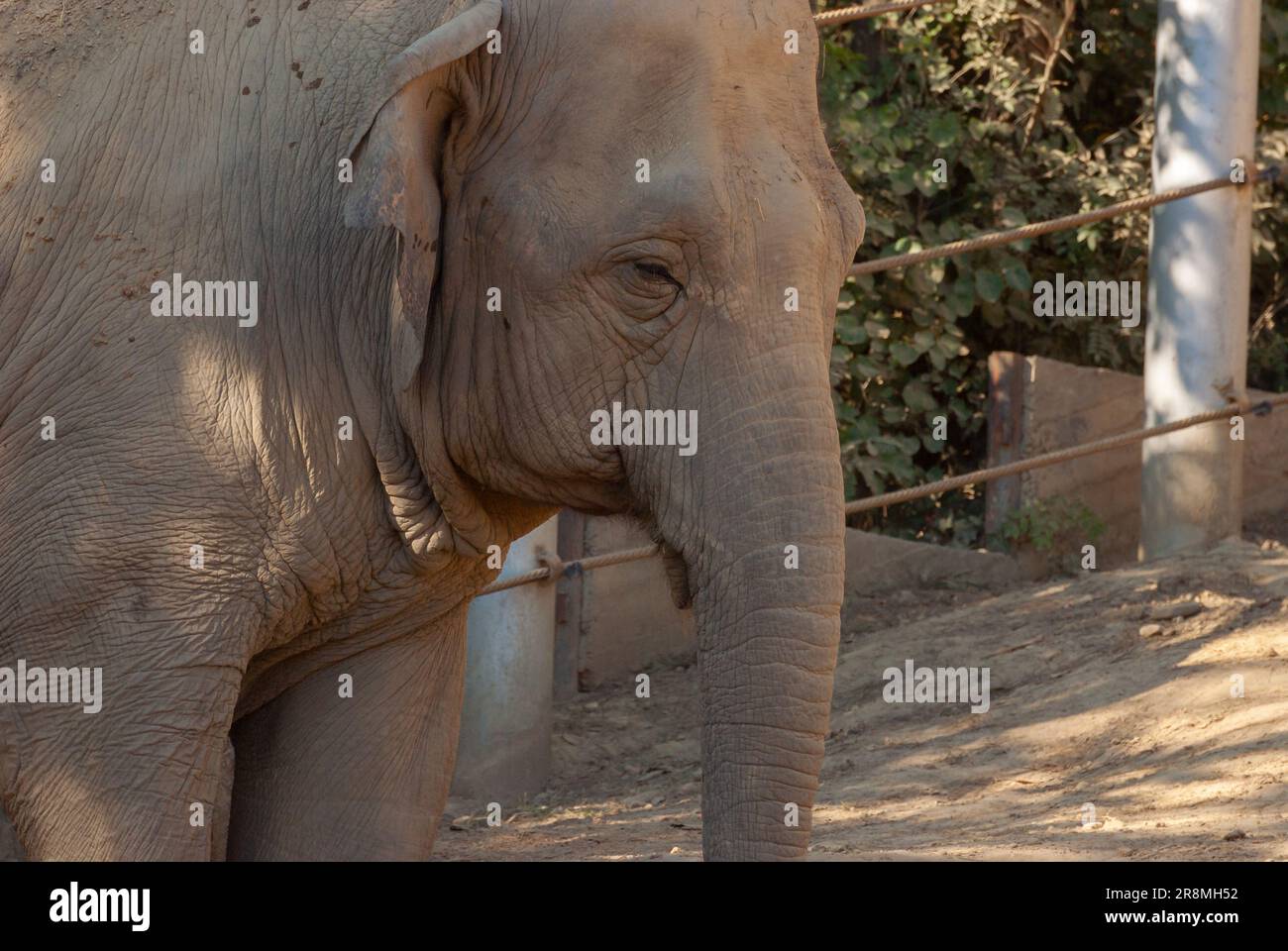 Close up portrait of an elephant in zoo. The face of a noble animal ...
