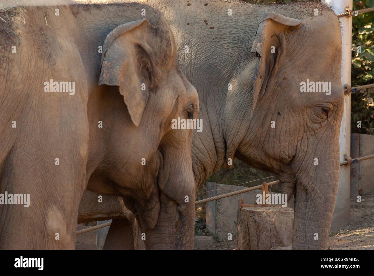 Elephants cambodia wild hi-res stock photography and images - Alamy