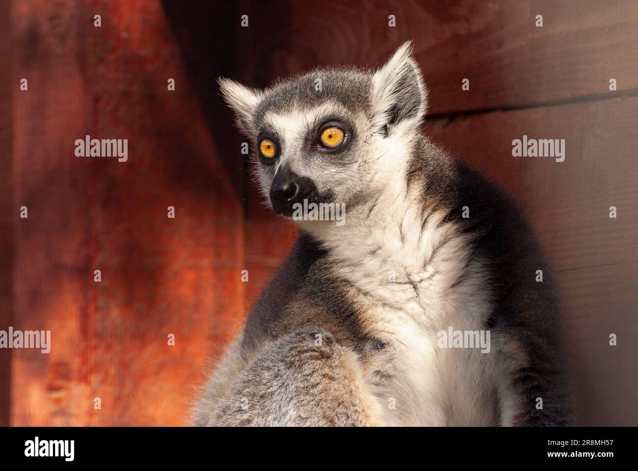 Beautiful close-up portrait of a surprised looking lemur Stock Photo ...