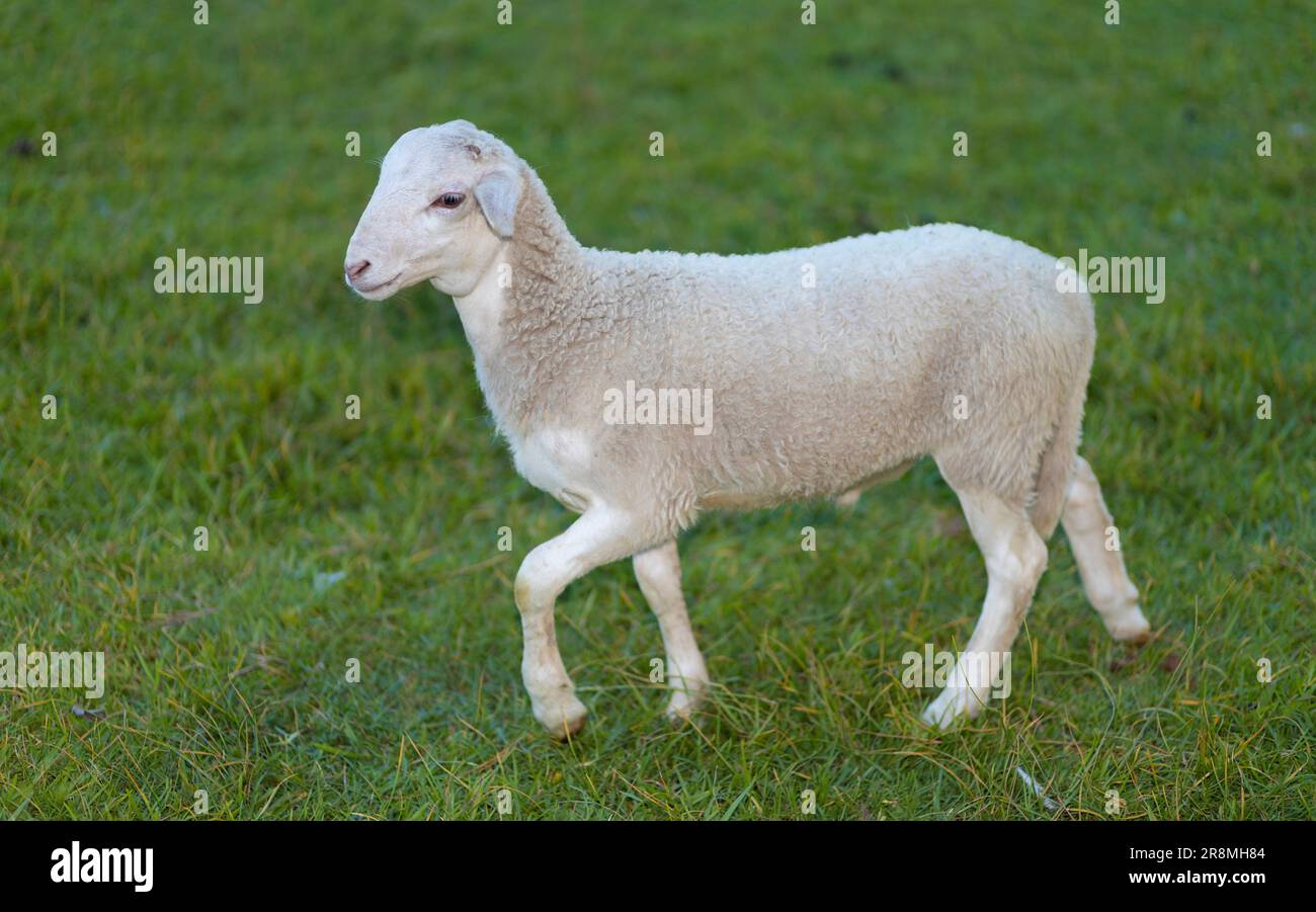Male sheep lamb walking on a green grassy pasture in the summer Stock ...