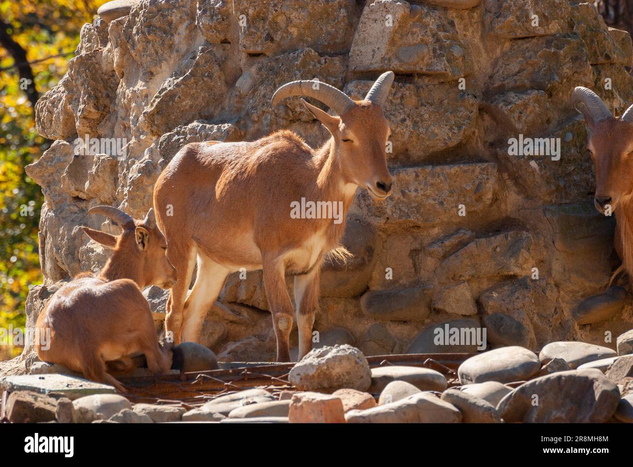 The West Caucasian turs, Capra caucasica. beautiful animals Stock Photo ...
