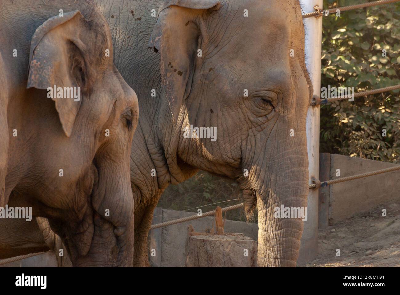 Close up of an elephants in zoo. The faces of a noble animal Stock ...