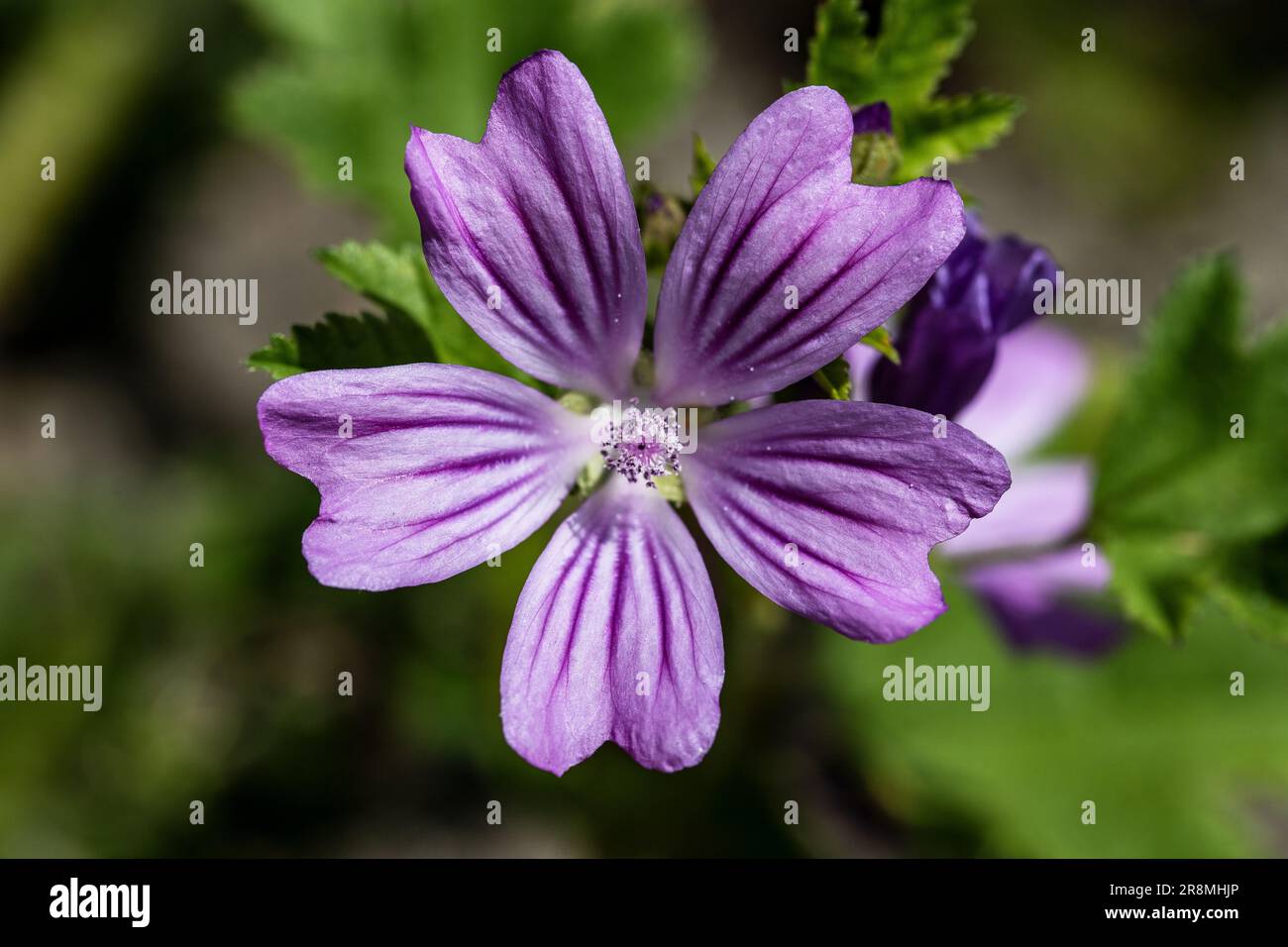 Mallow forest hi-res stock photography and images - Alamy