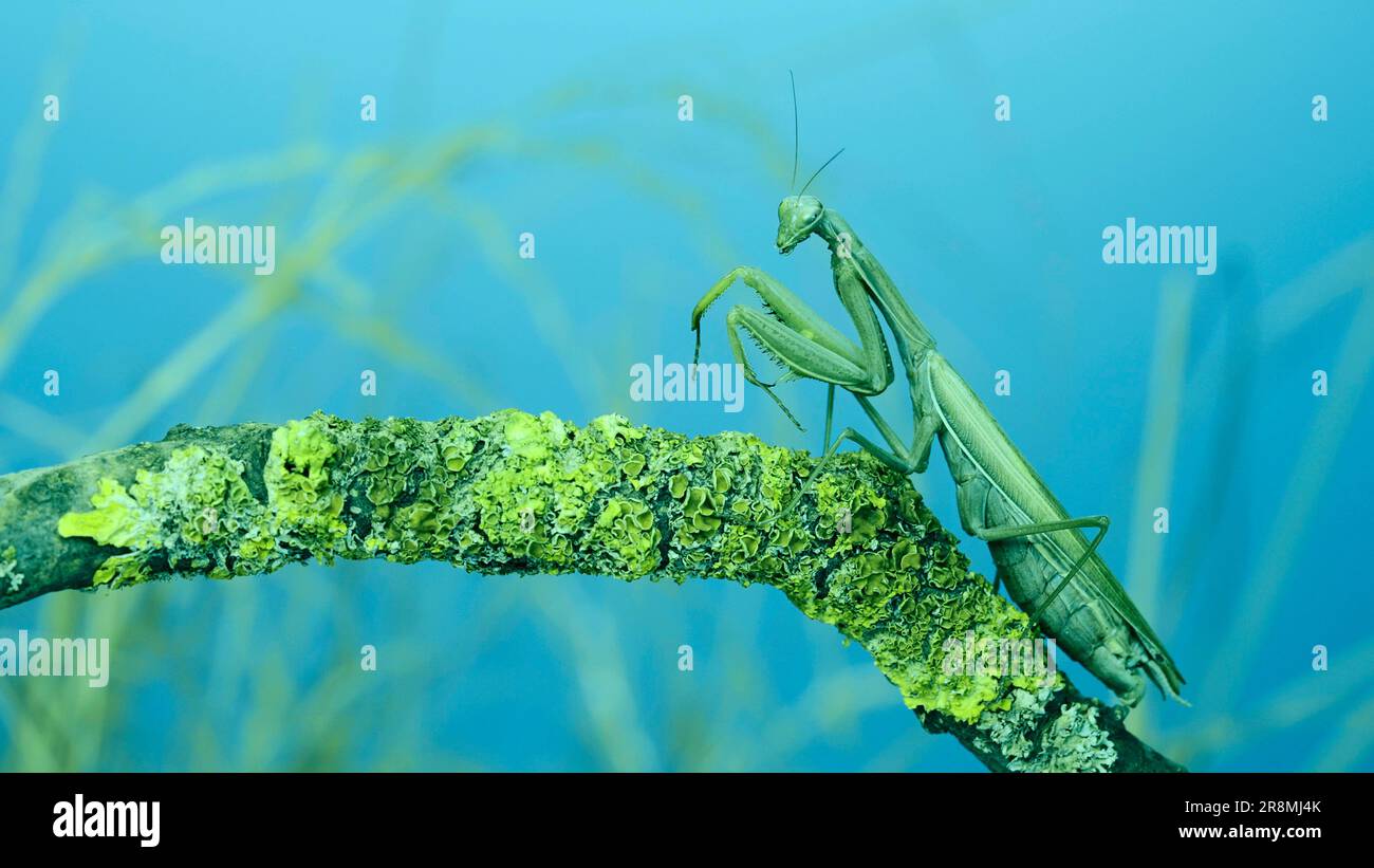 Female praying mantis walks along tree branch covered with lichen ...