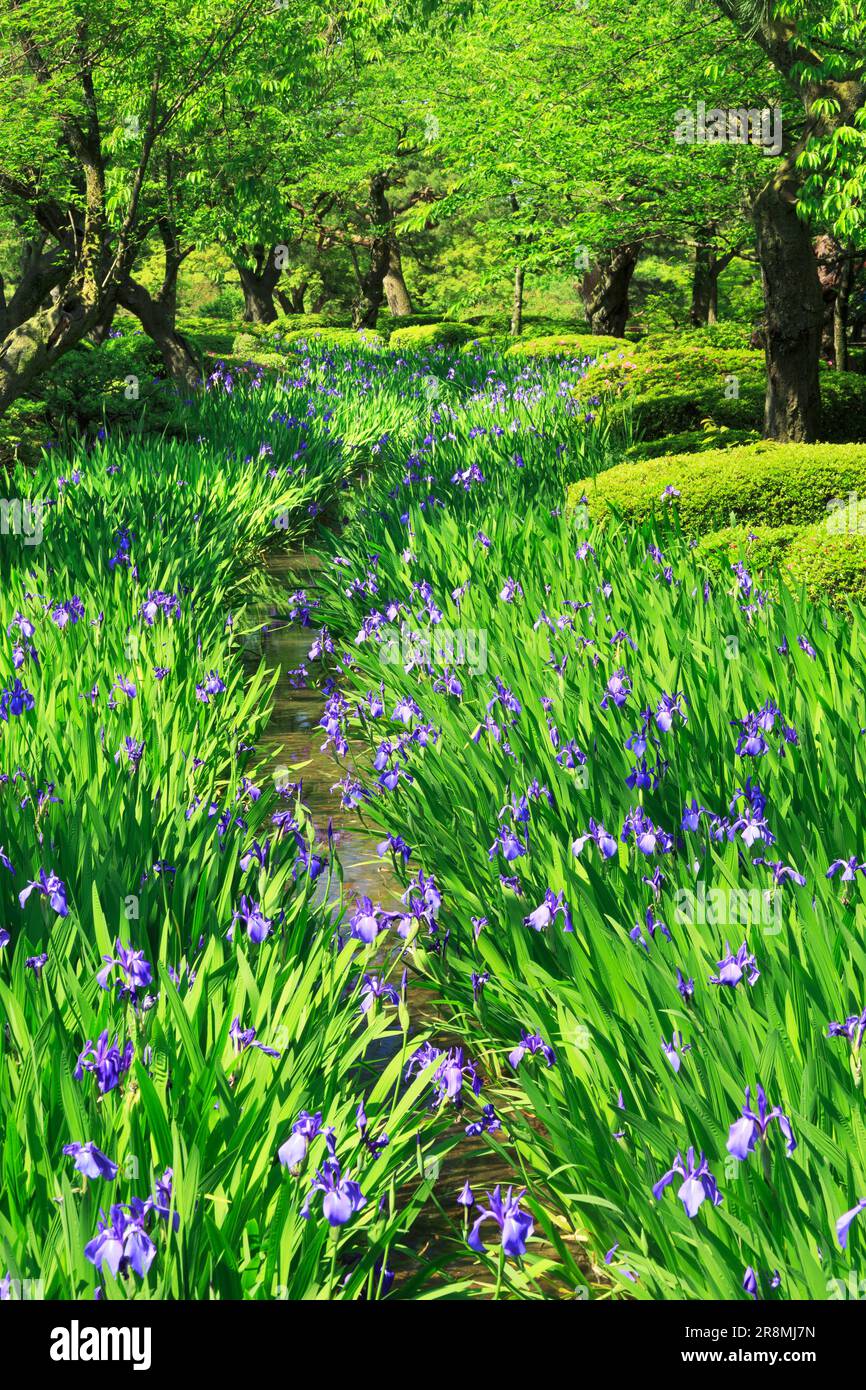 Kenrokuen Garden and Kakitsubata (Eupatorium japonicum) in fresh green ...