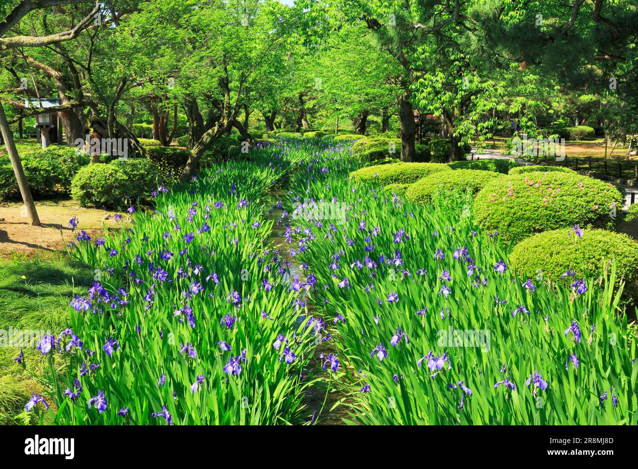 Kenrokuen Garden and Kakitsubata (Eupatorium japonicum) in fresh green ...