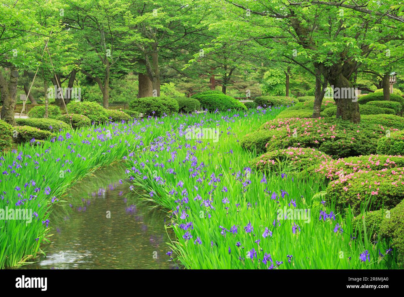 Kenrokuen Garden and Kakitsubata (Eupatorium japonicum) in fresh green ...