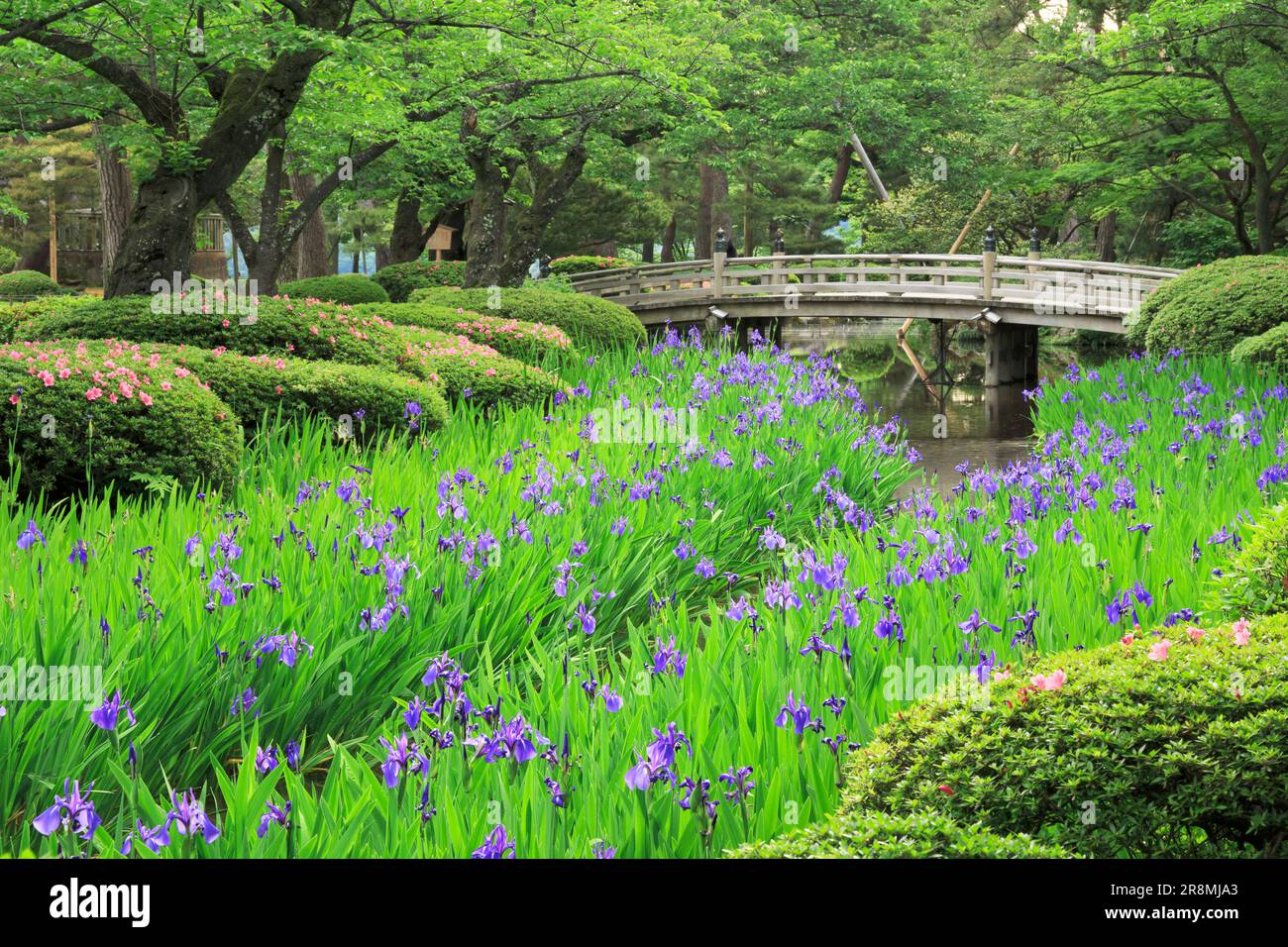 Kenrokuen Garden and Kakitsubata (Eupatorium japonicum) in fresh green ...