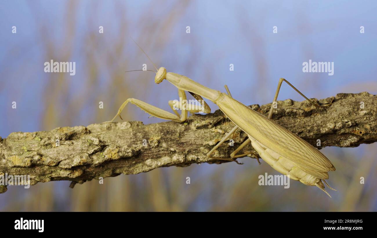 Big female praying mantis sitting on branch in the grass and blue sky ...