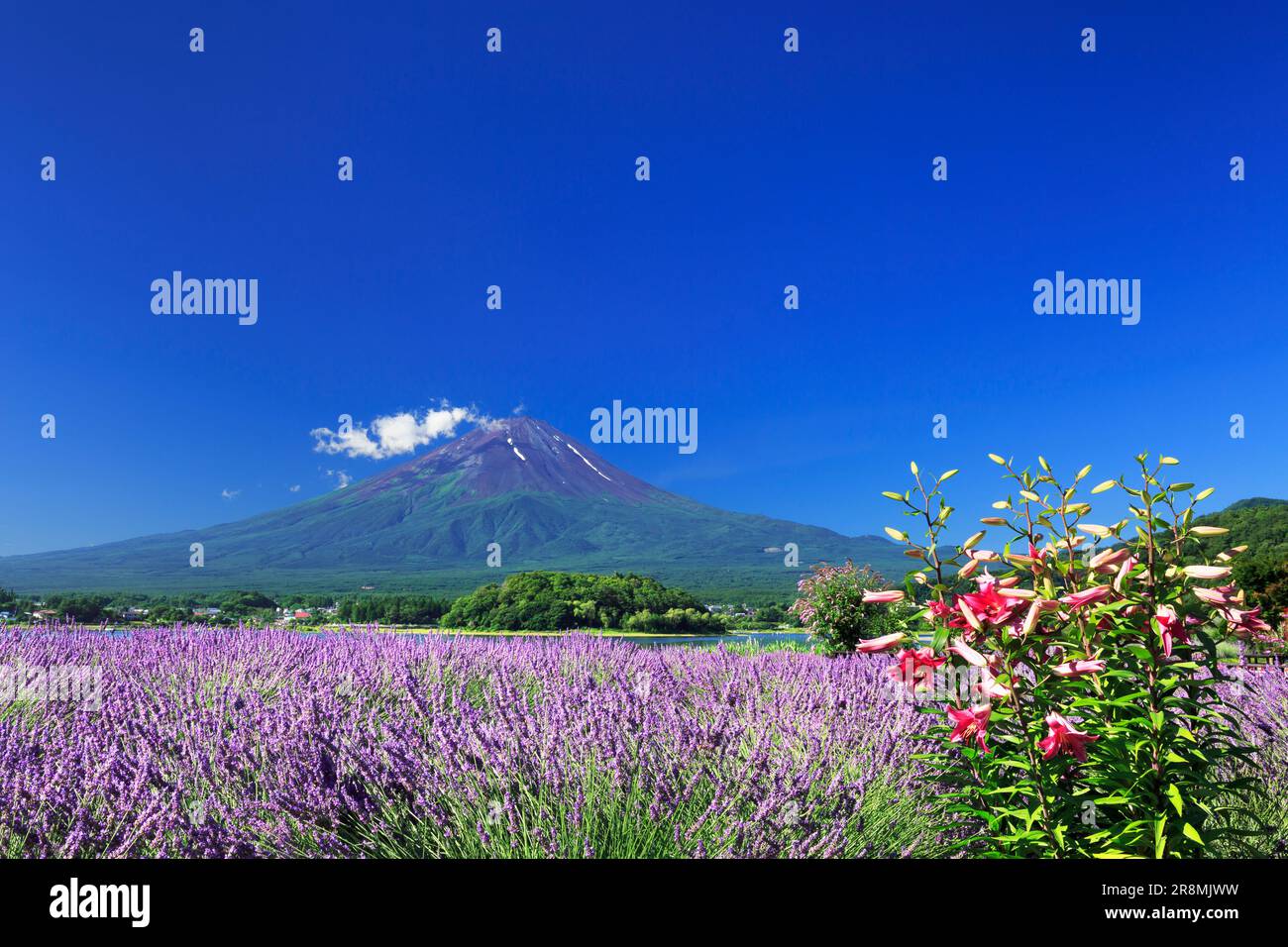 Fuji and Lavender Stock Photo - Alamy