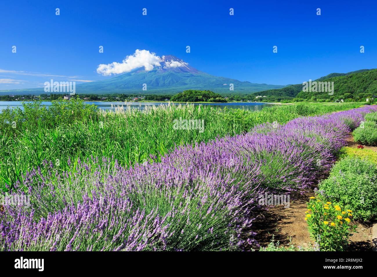 Fuji and Lavender Stock Photo - Alamy