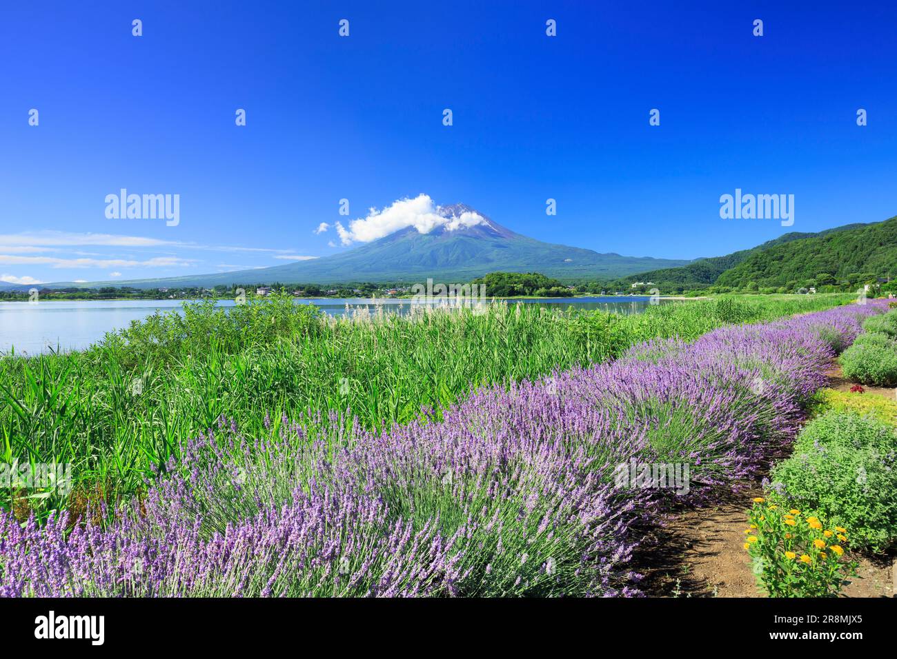 Fuji and Lavender Stock Photo - Alamy