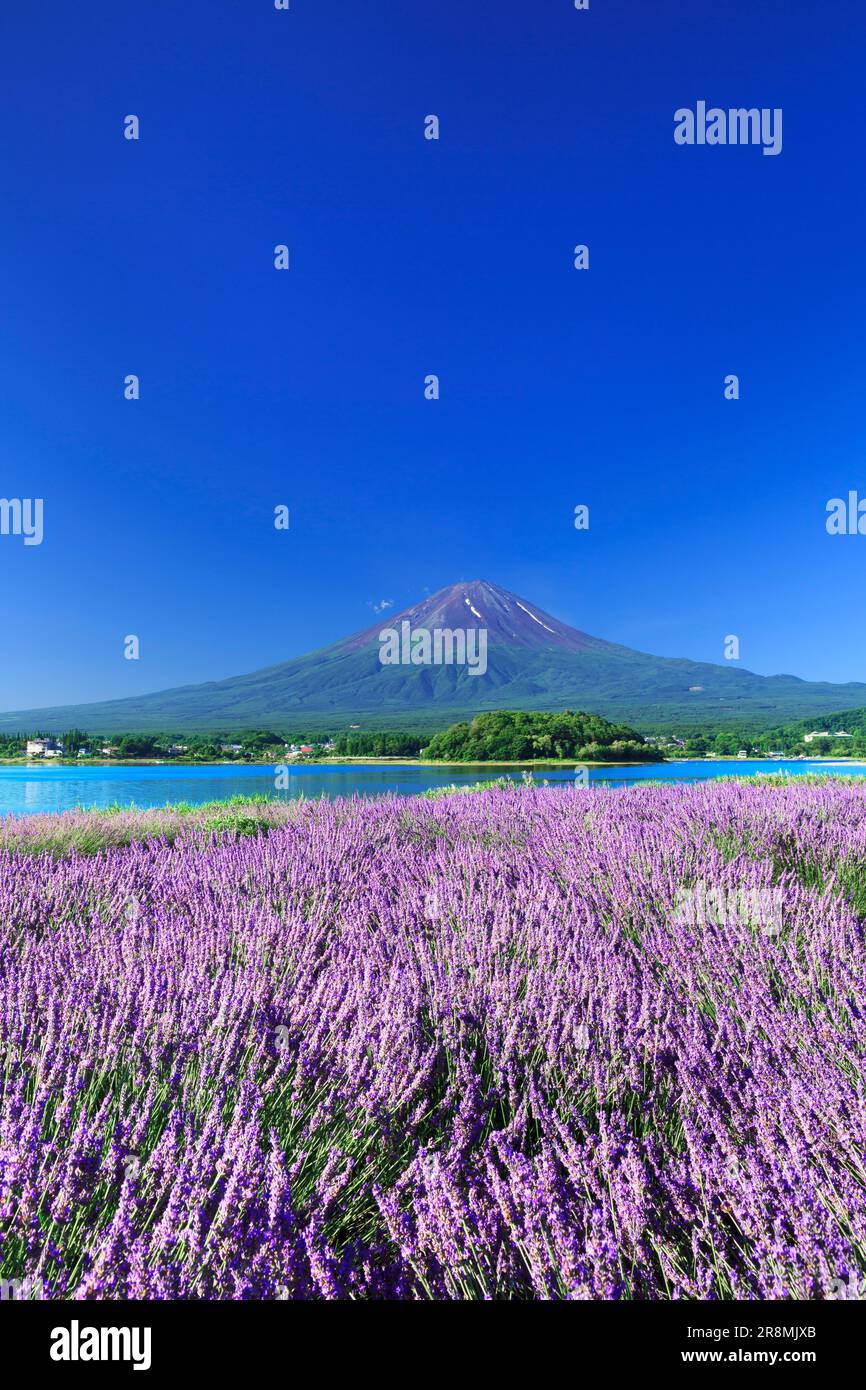 Fuji and Lavender Stock Photo - Alamy
