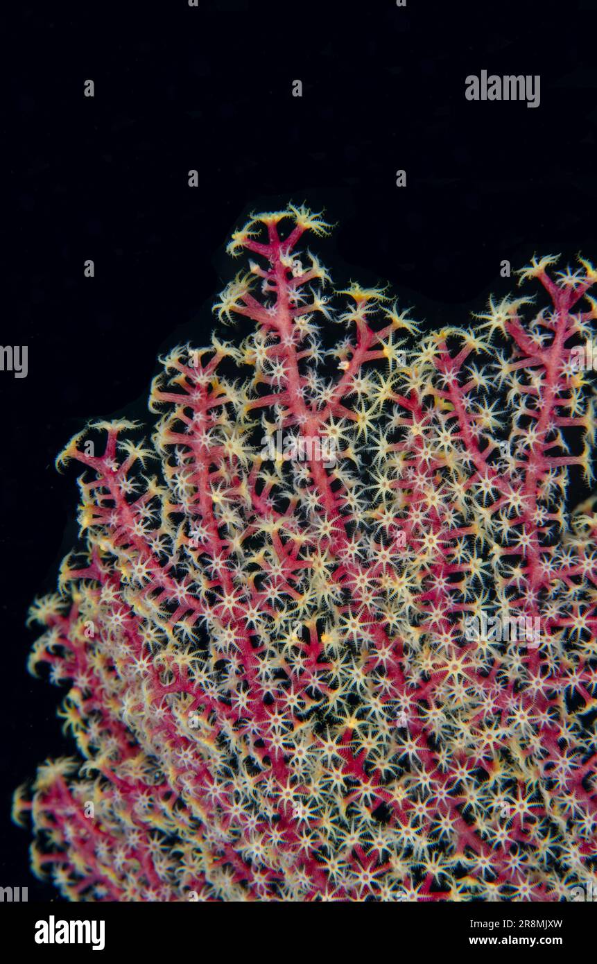 Polyps on Gorgonian Sea Fan, Anthogorgia sp, Post dive site, Menjangan ...
