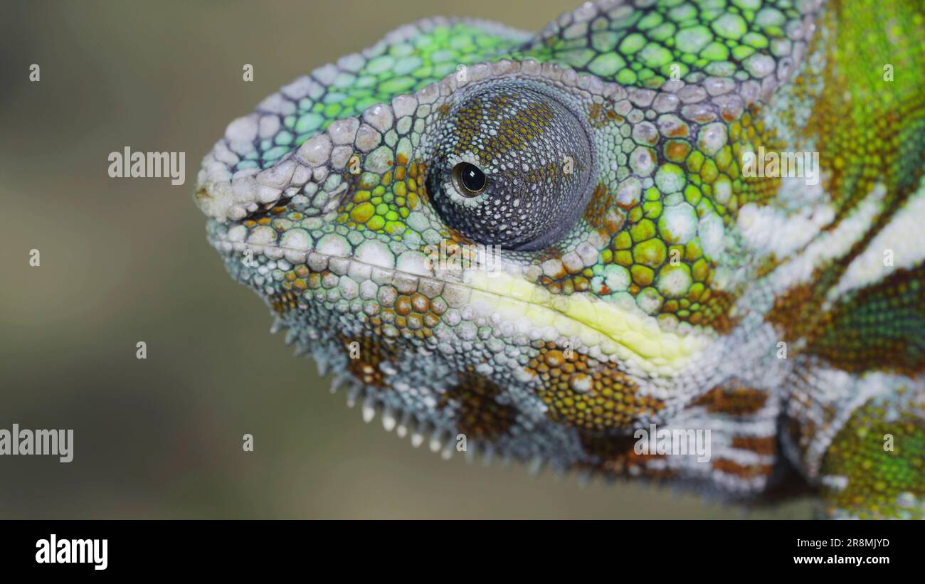 Close-up portrait of curious Panther chameleon (Furcifer pardalis ...