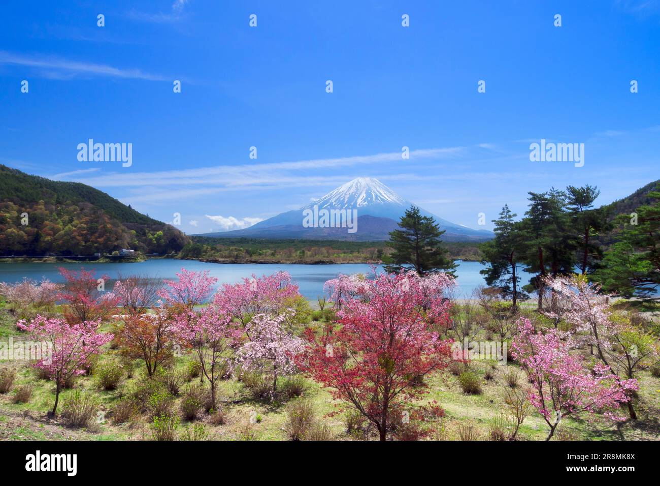 Cherry Blossoms at Lake Shojin and Mt Stock Photo - Alamy