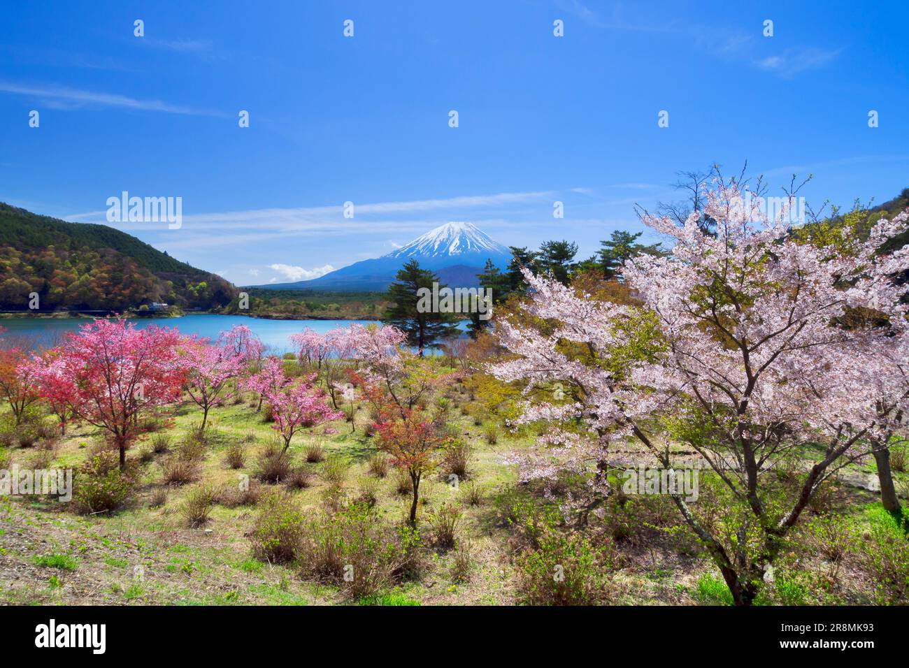 Cherry Blossoms at Lake Shojin and Mt Stock Photo - Alamy