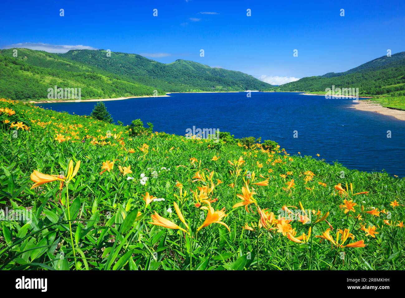 Lake Notan and Nikkoukisuge Stock Photo - Alamy