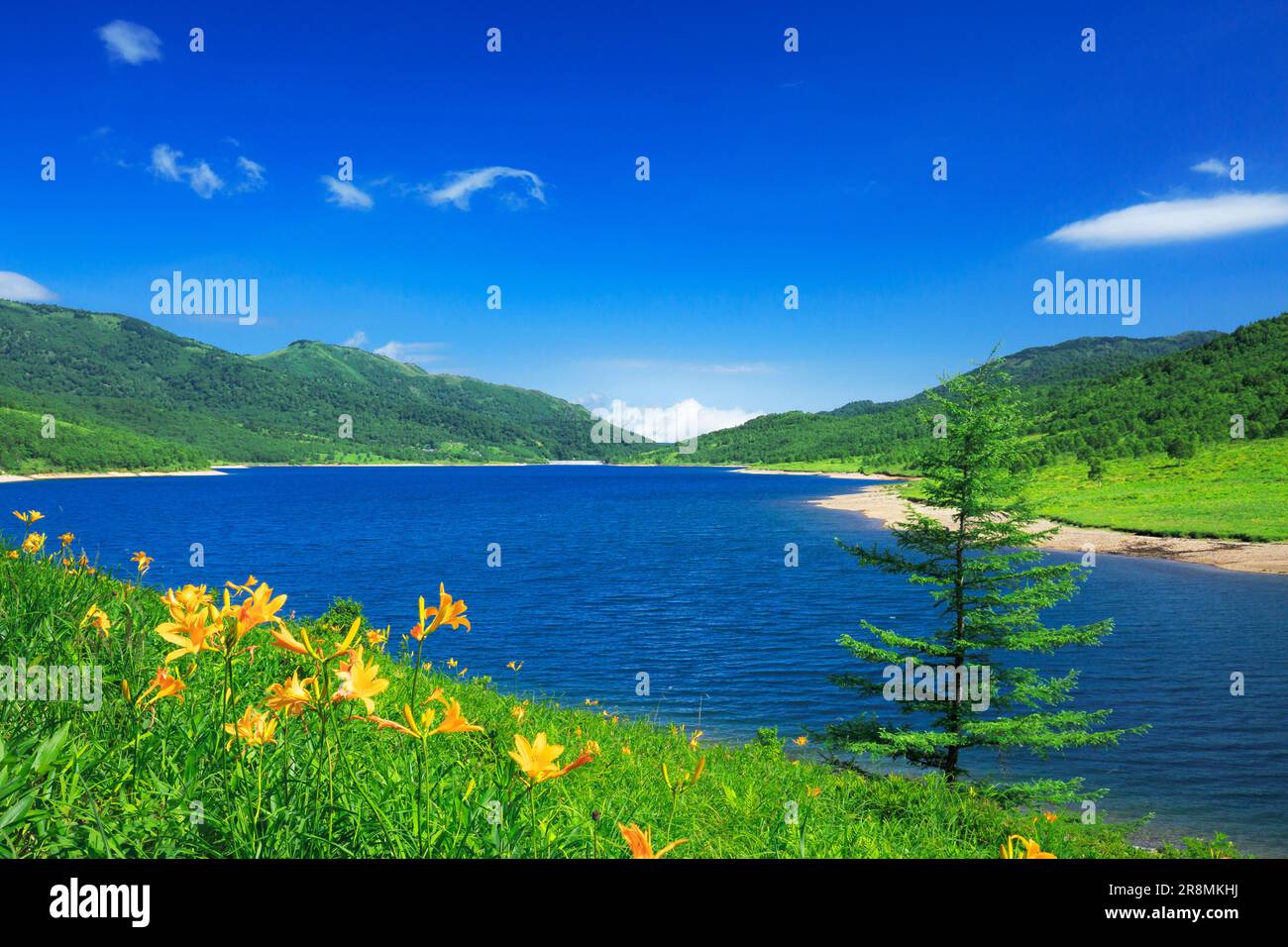 Lake Notan and Nikkoukisuge Stock Photo - Alamy