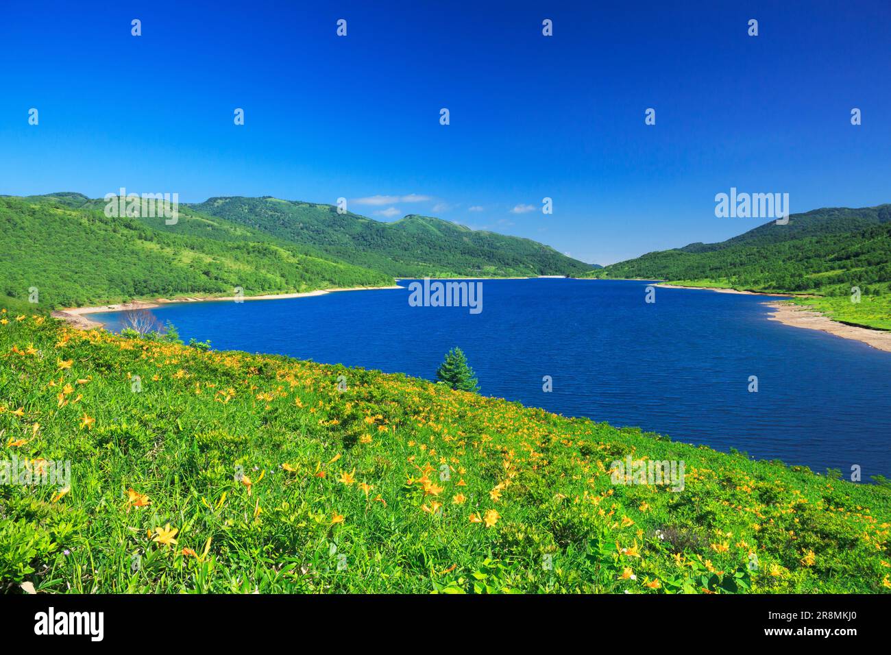 Lake Notan and Nikkoukisuge Stock Photo - Alamy