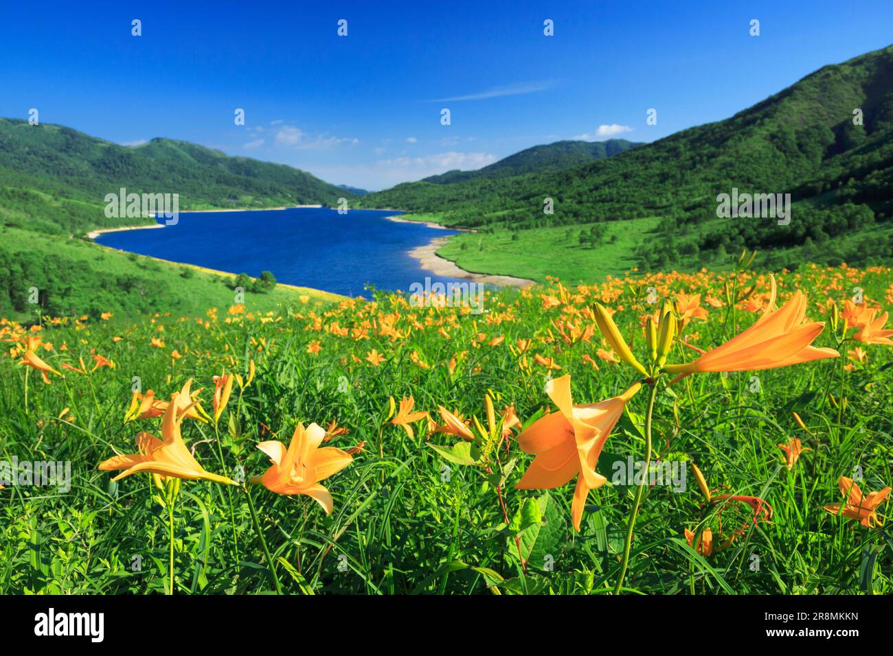 Lake Notan and Nikkoukisuge Stock Photo - Alamy