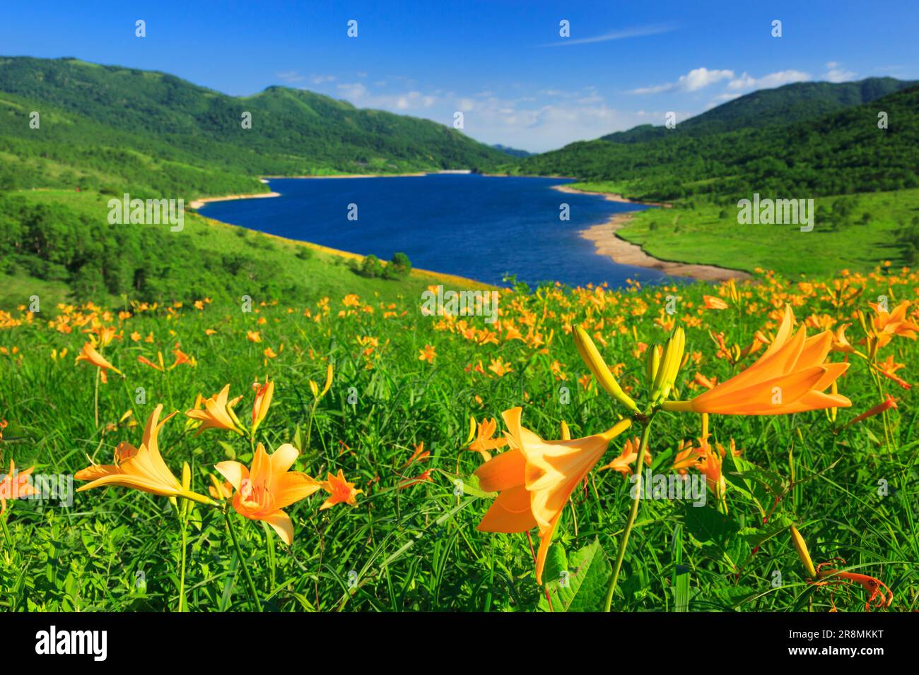 Notan hi-res stock photography and images - Alamy