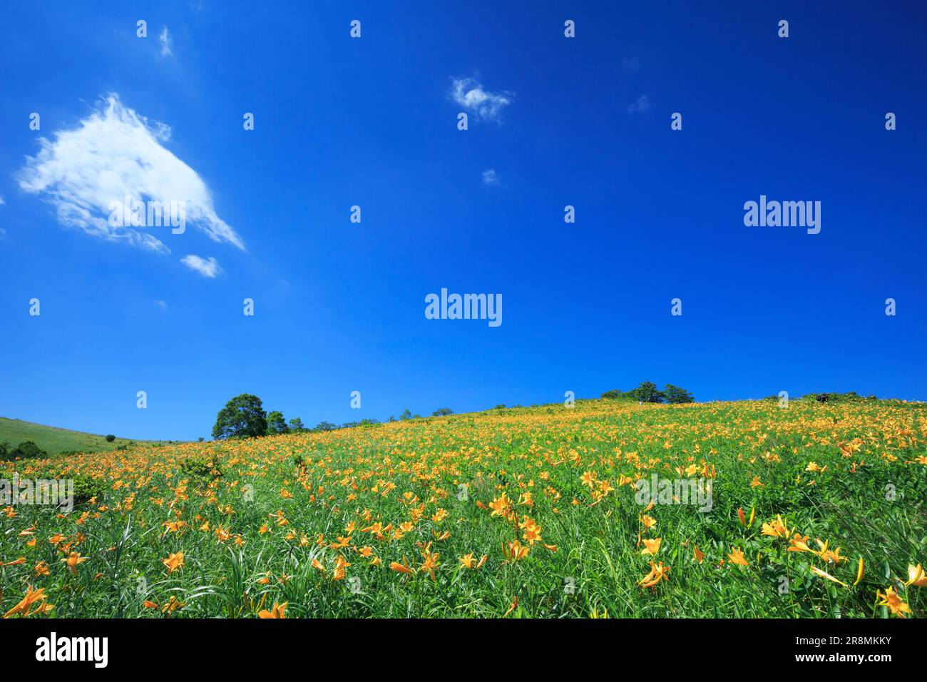 Lake Notan and Nikkoukisuge Stock Photo - Alamy