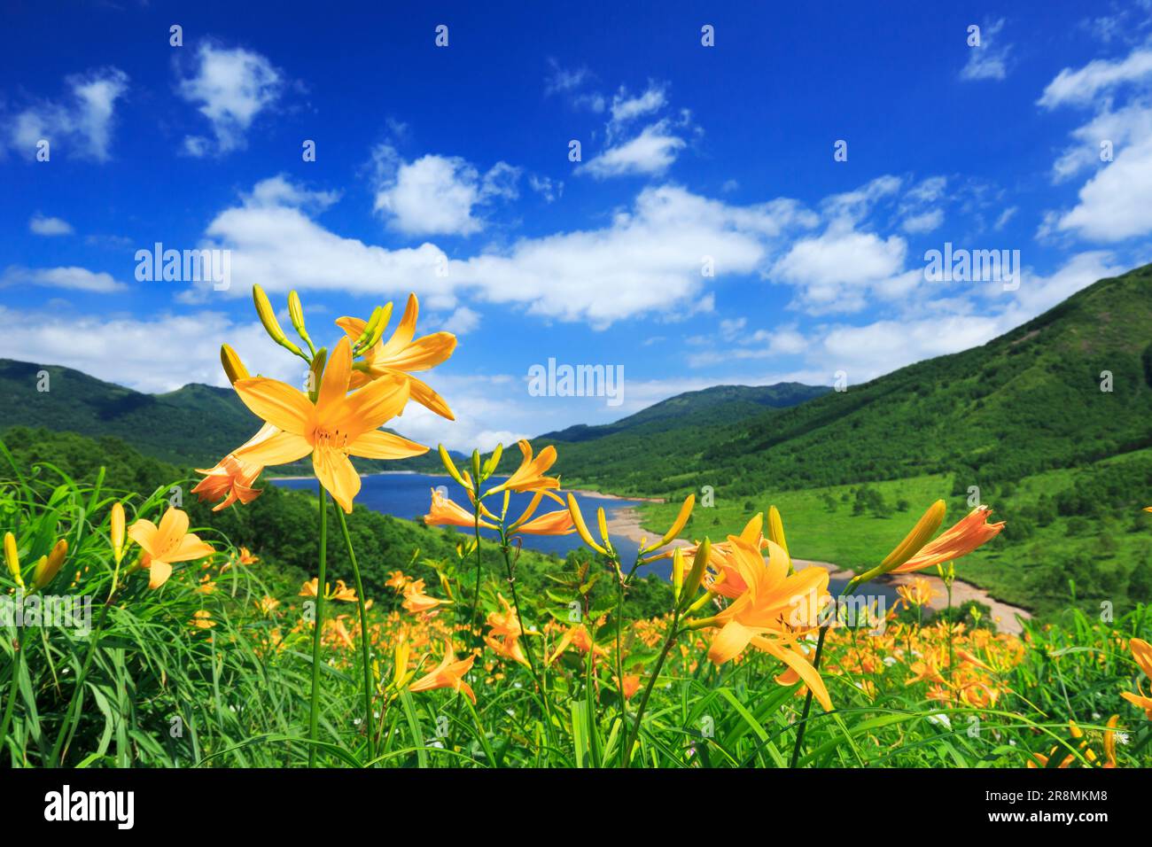 Lake Notan and Nikkoukisuge Stock Photo - Alamy