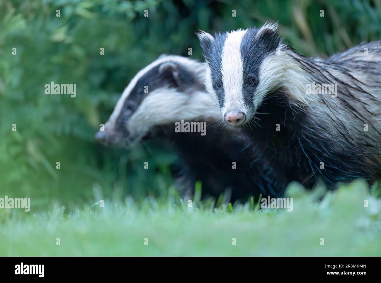 Badgers england hi-res stock photography and images - Alamy