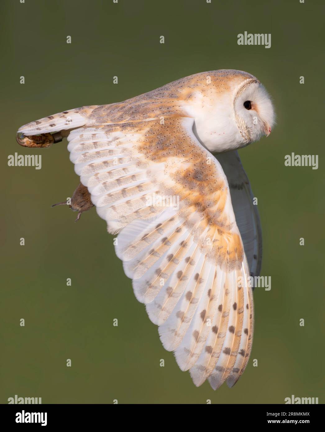 Barn Owl (Tyto Alba) in beautiful evening sunlight carrying a recently ...
