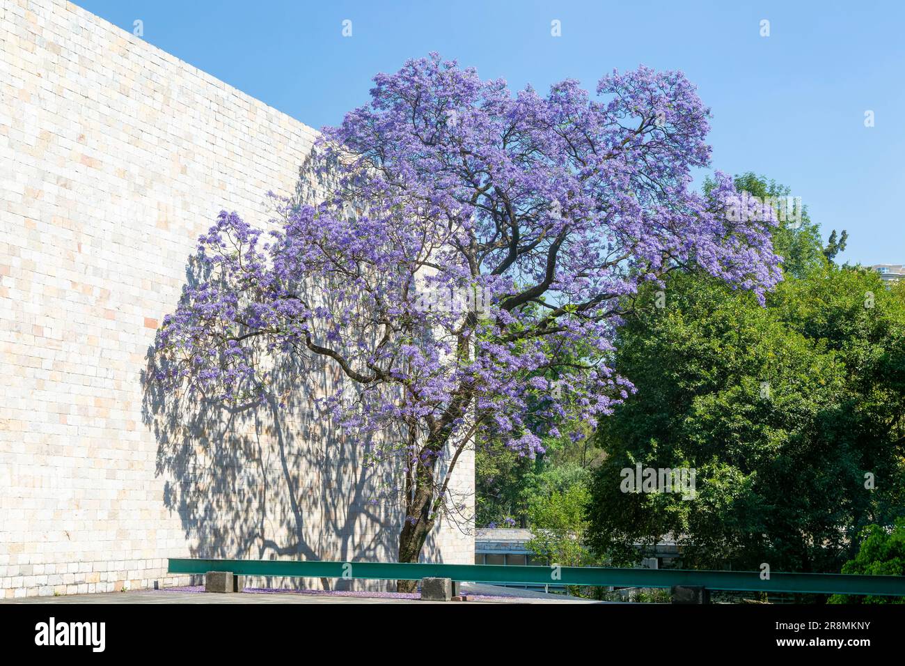 Jacaranda mimosifolia trees in flower, National Anthropology Museum ...