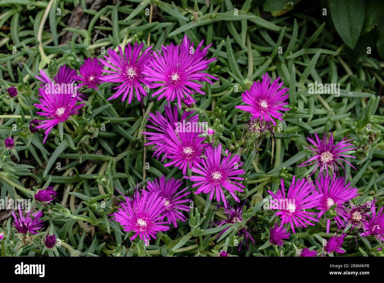 Crystalline cooper weed flower Stock Photo - Alamy