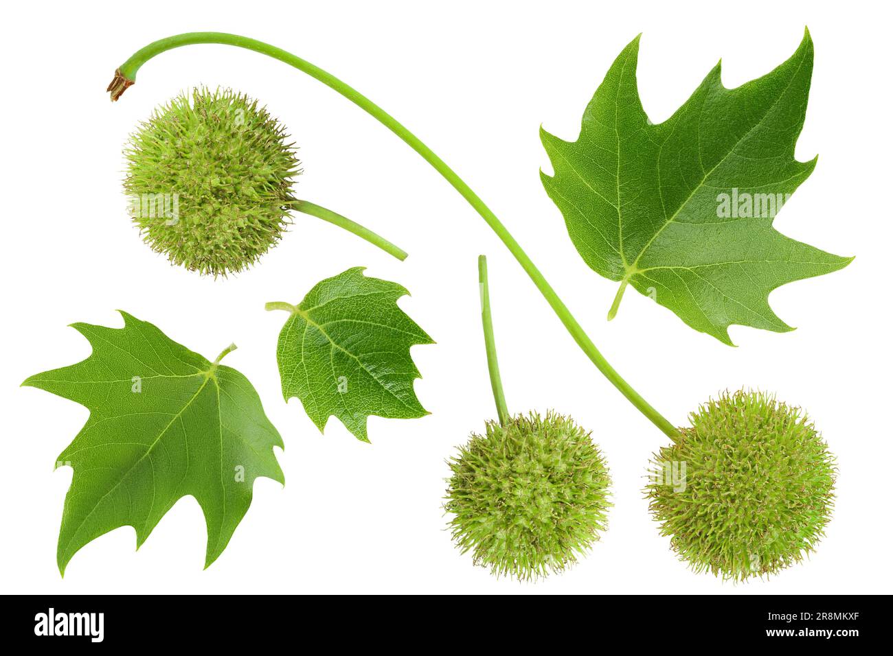 fruit and leaves of sycamore plane tree isolated on white bacground ...