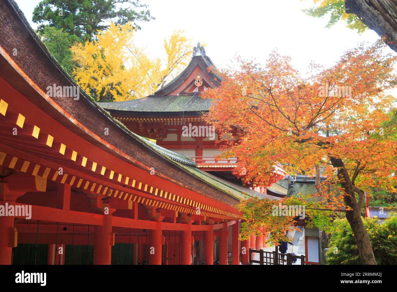 Kasuga-taisha Shrine and autumn leaves Stock Photo - Alamy
