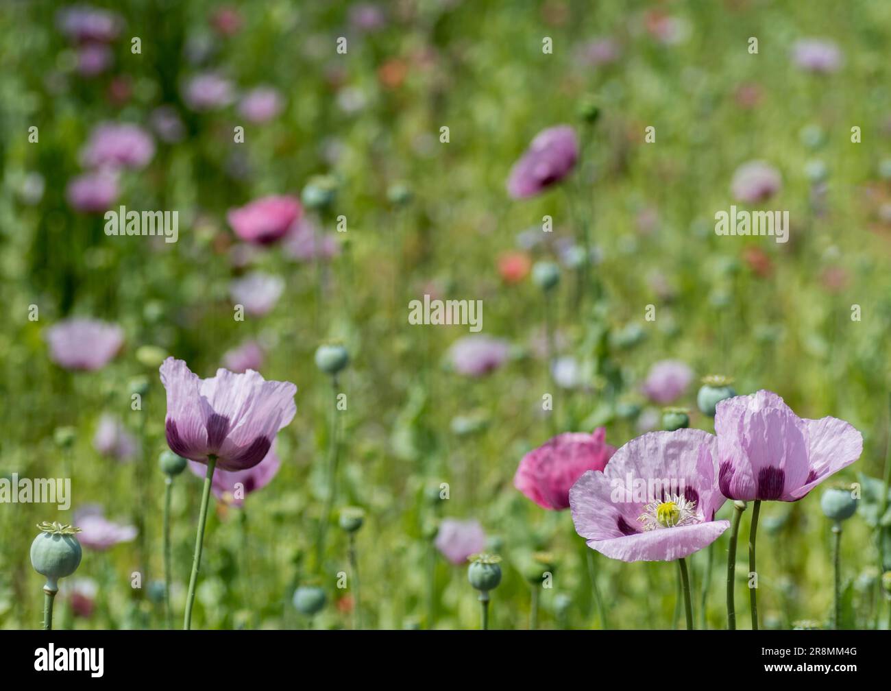 Various pollinators hi-res stock photography and images - Alamy
