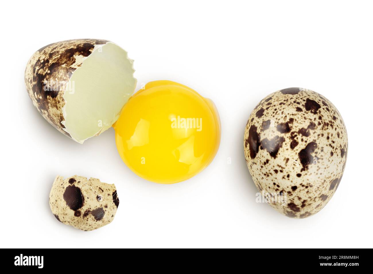 Raw quail egg isolated on white background with full depth of field ...