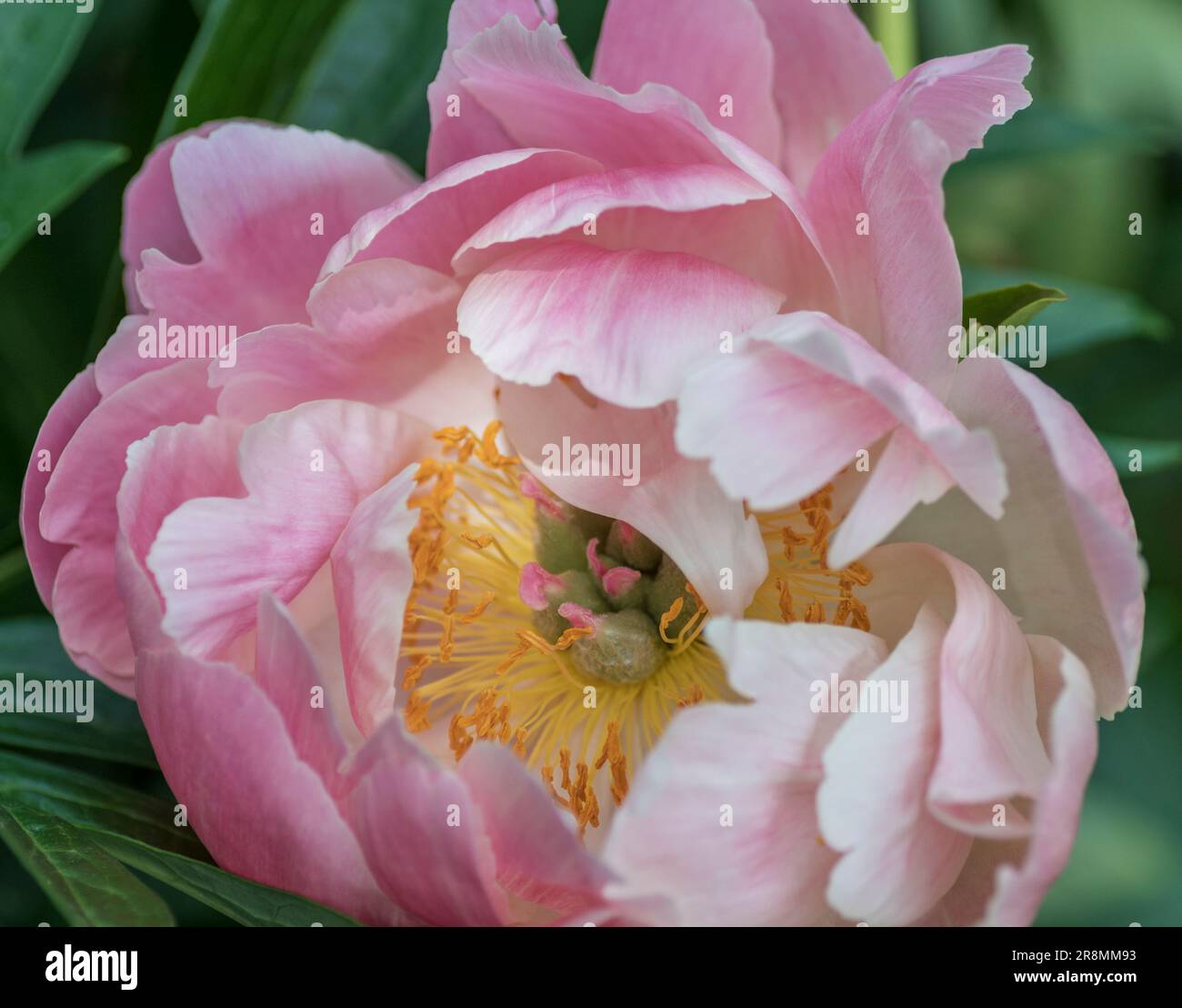 Closeup beautiful pink peonies hi-res stock photography and images - Alamy