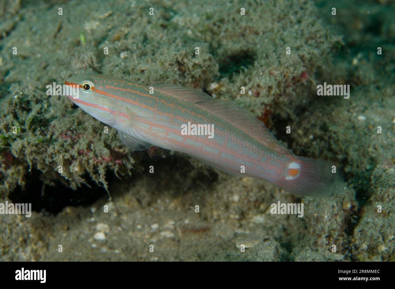 Crosshatch Goby, Amblygobius decussatus, Bio Rock dive site, Pemuteran ...