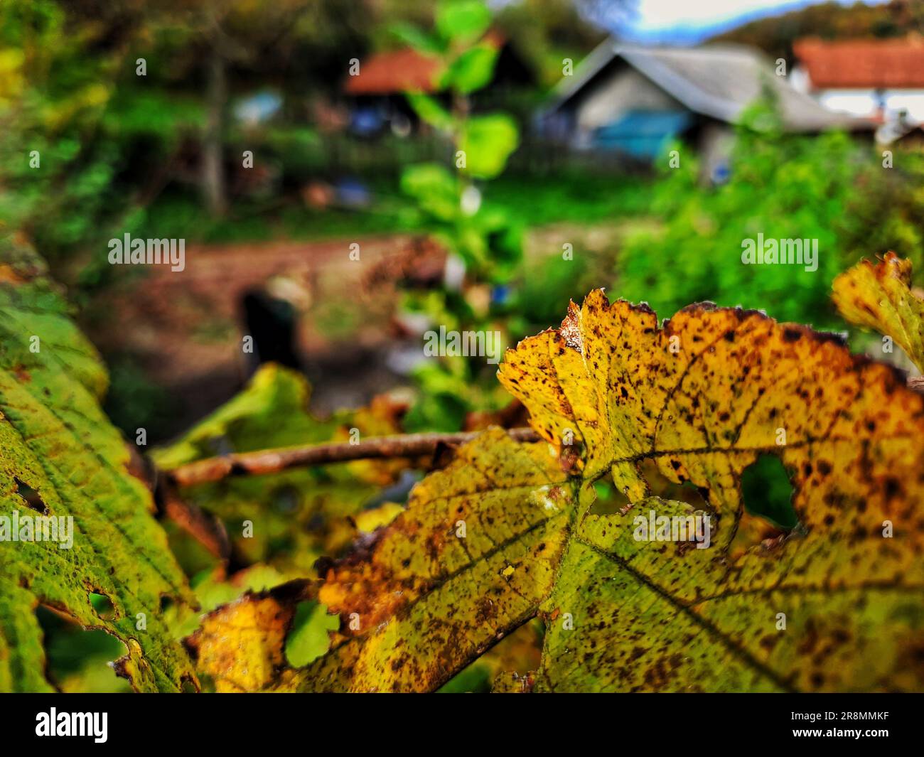 A vibrant autumnal scene featuring a lush tree with a vibrant fall ...