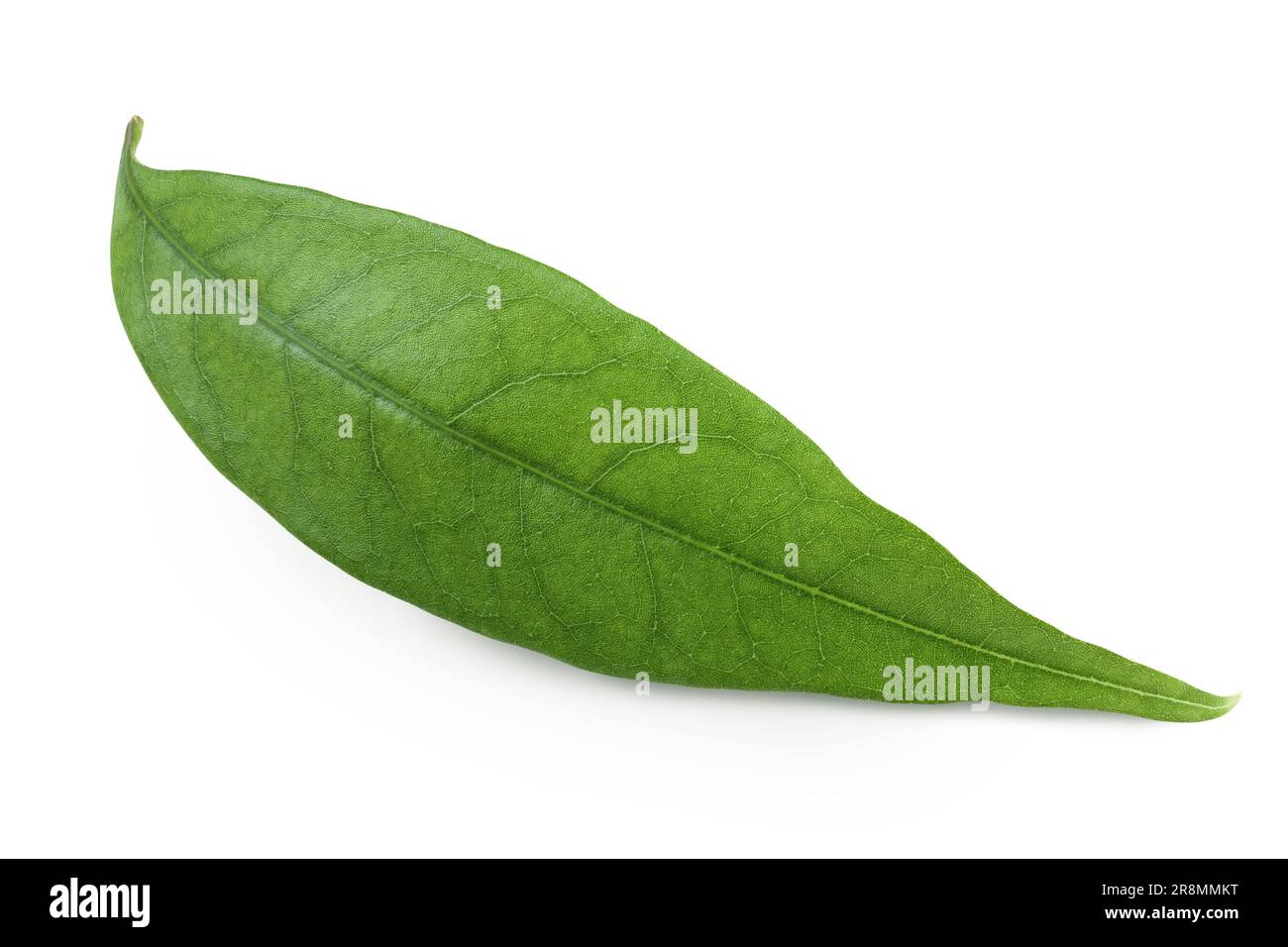 Green lychee leaf isolated on a white background Stock Photo - Alamy