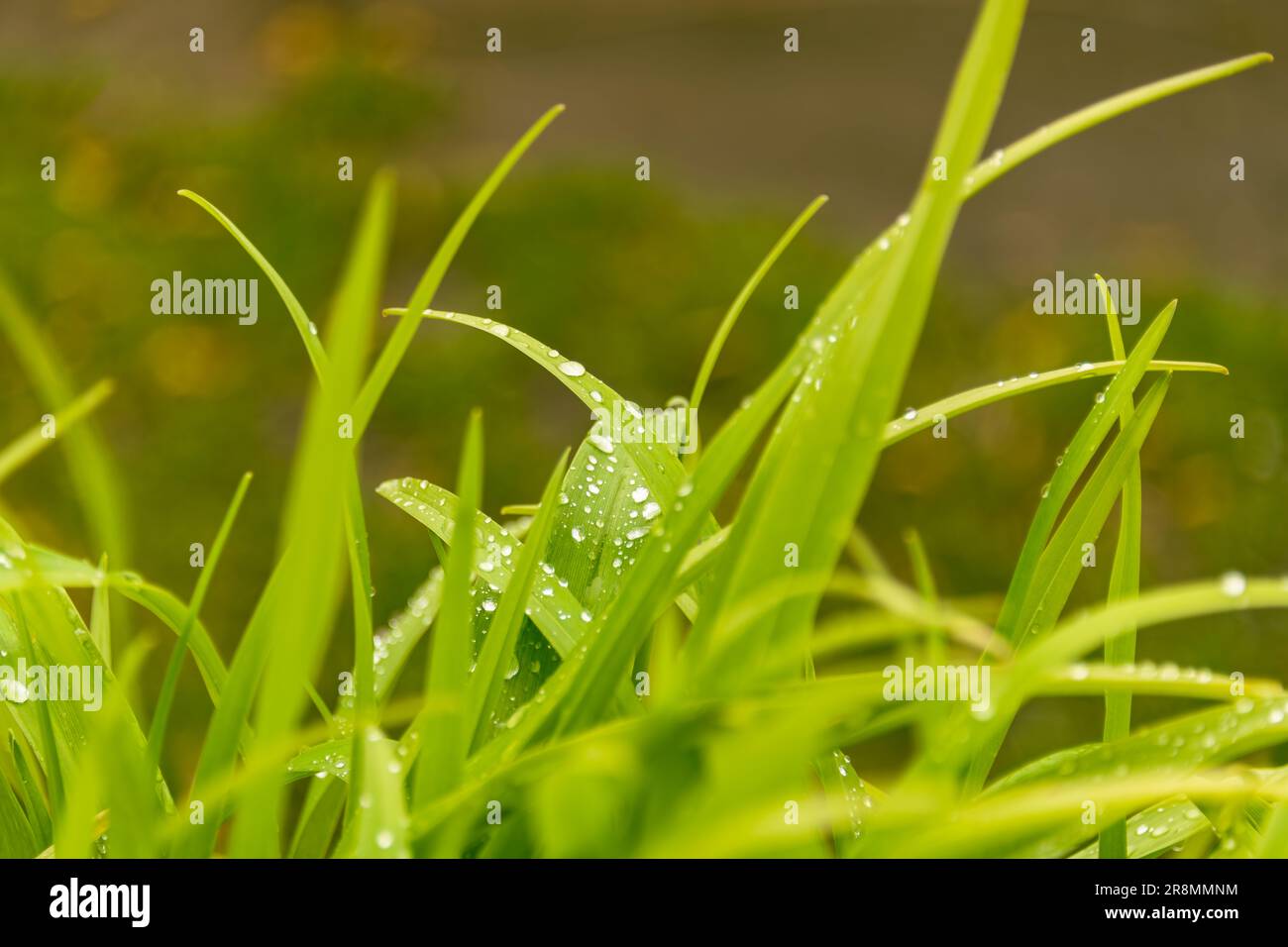 Grass after the rain hi-res stock photography and images - Alamy