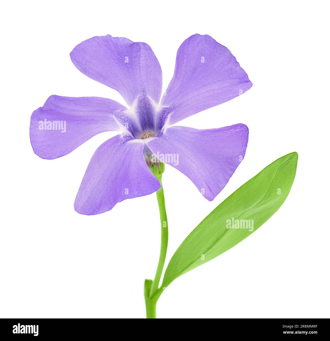 wild periwinkle flowers isolated on white background Stock Photo - Alamy