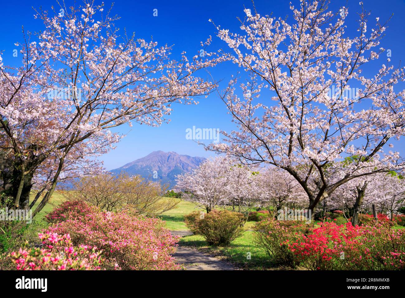 Cherry blossoms and Sakurajima in Isoyama Park Stock Photo - Alamy