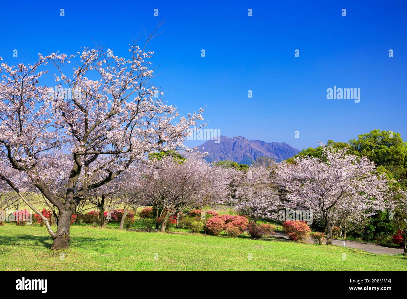 Cherry blossoms and Sakurajima in Isoyama Park Stock Photo - Alamy