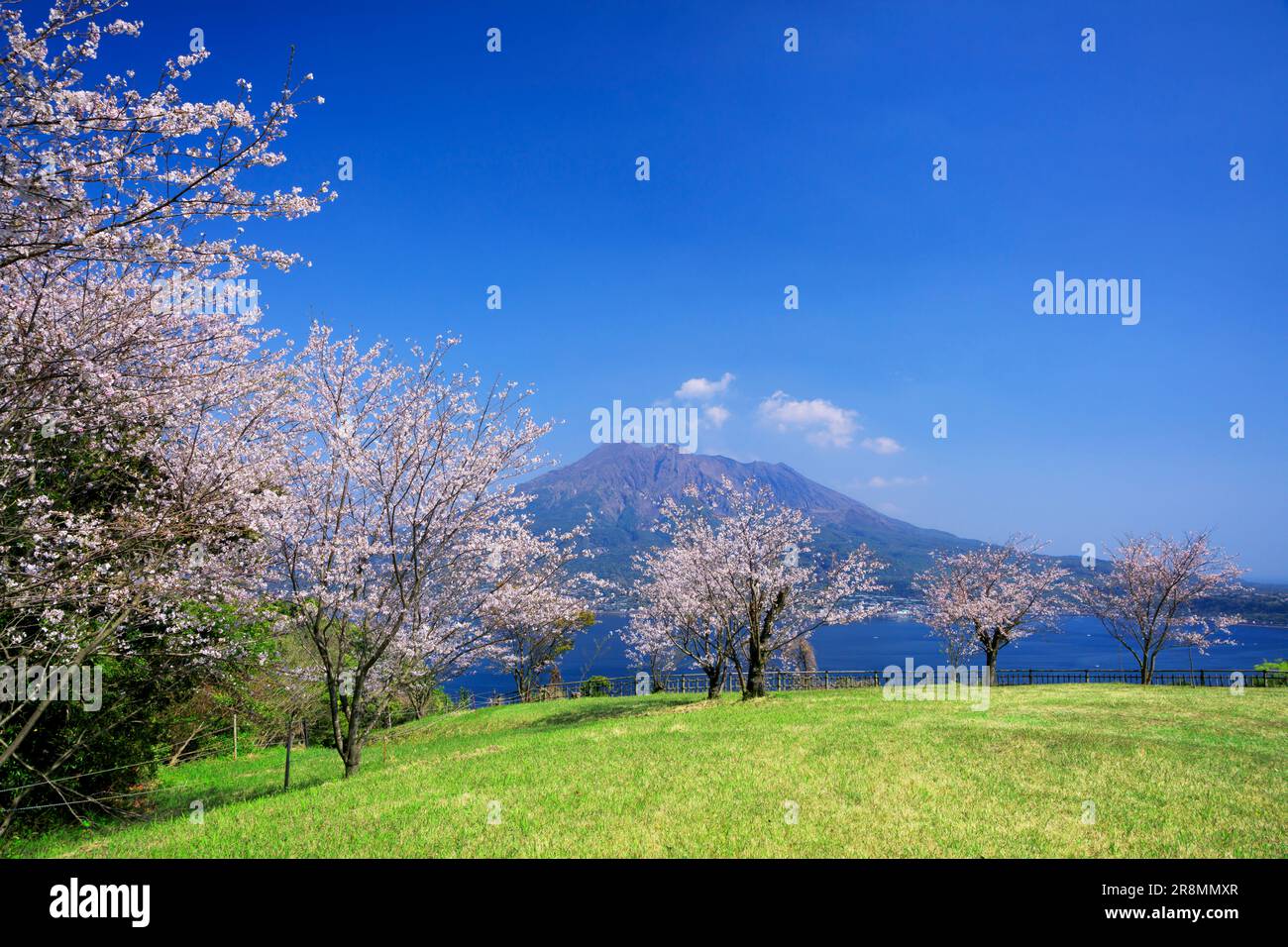 Cherry blossoms and Sakurajima in Isoyama Park Stock Photo - Alamy
