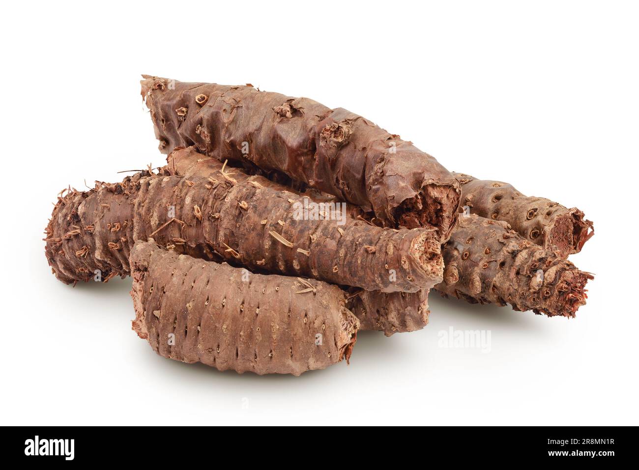 Rhodiola rosea root isolated on white background with full depth of ...